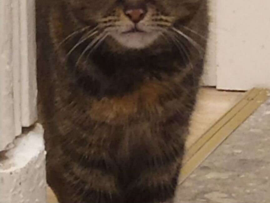 Тэсси, шотландочка