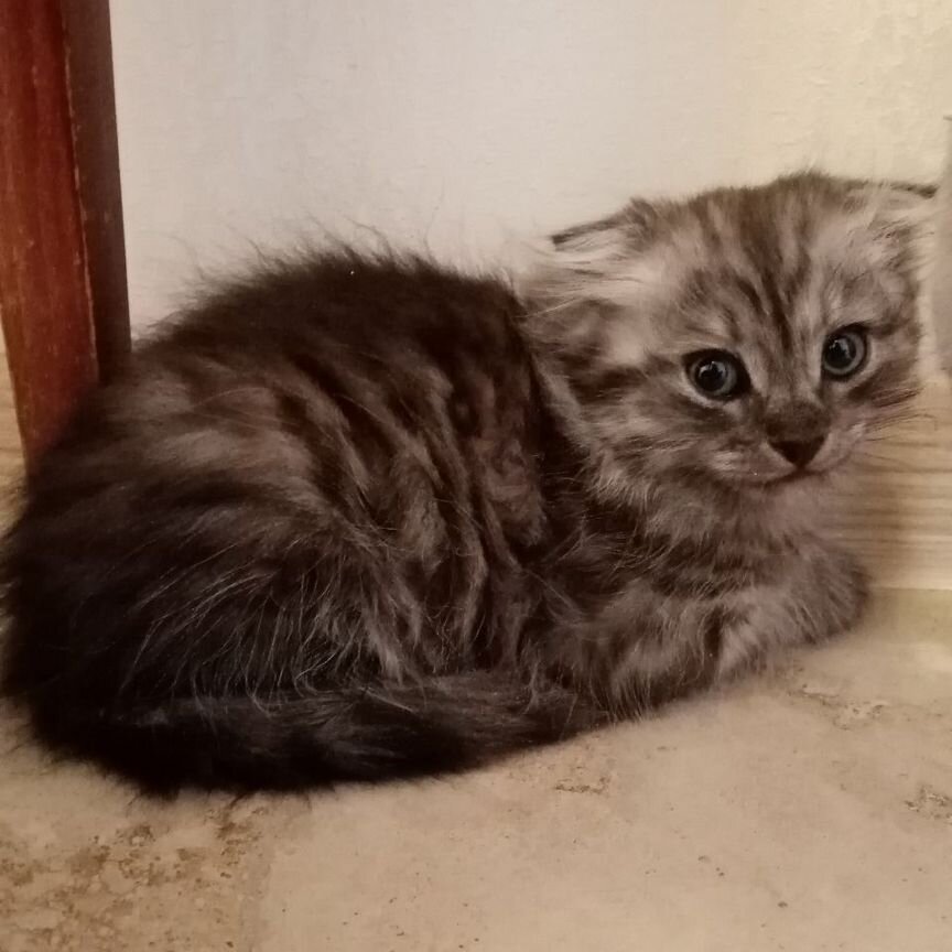 Котята домашние 2 месяца