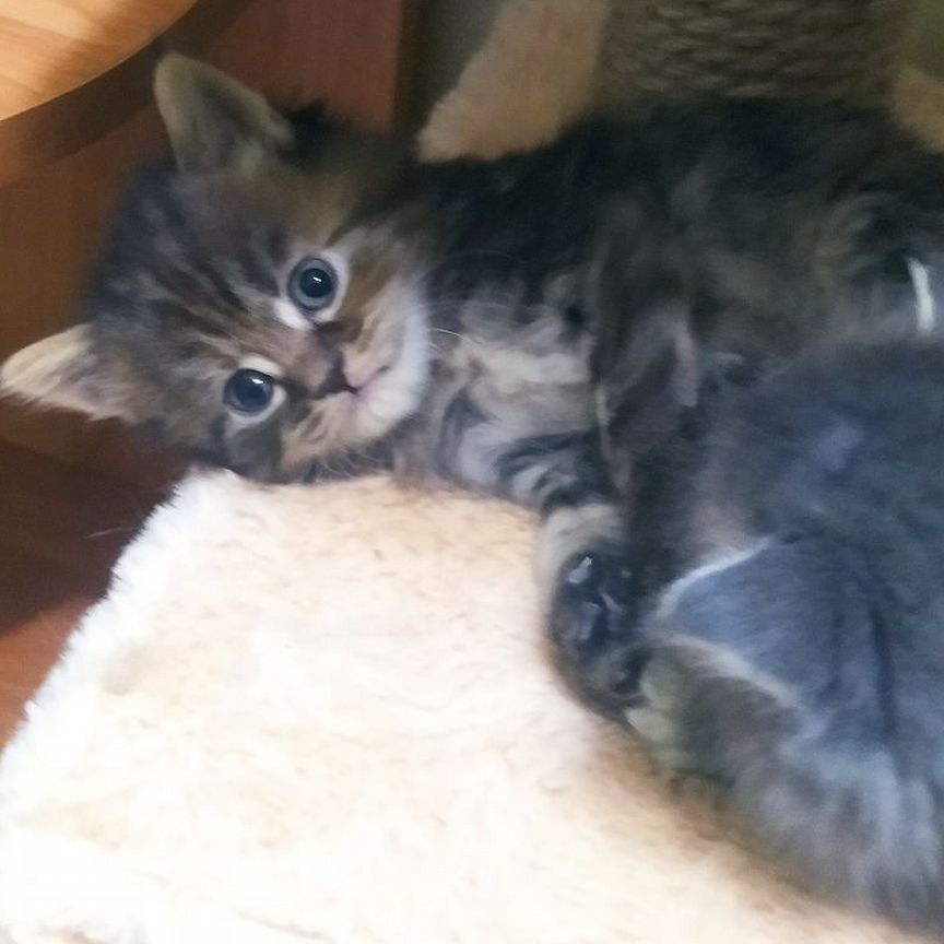 Шотландский прямоухий длинношёрстный котёнок