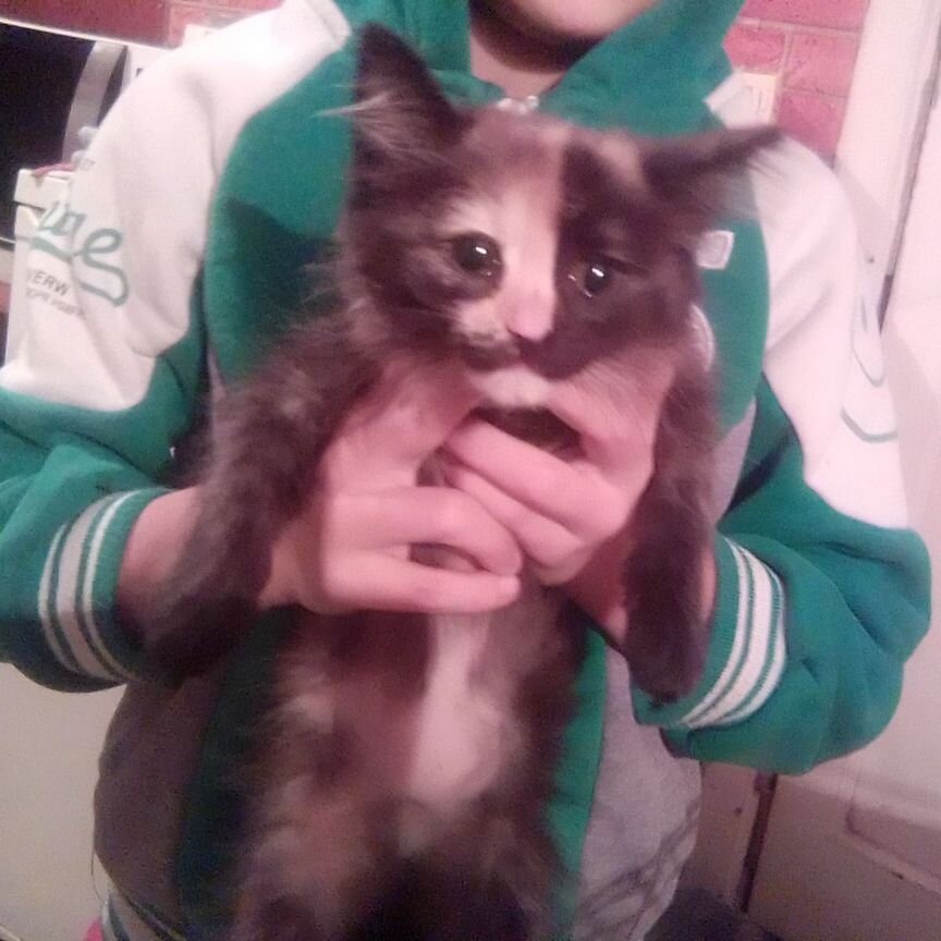 Котенок девочка на счасть в дом