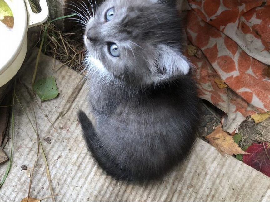 Котенок Дымка ищет дом