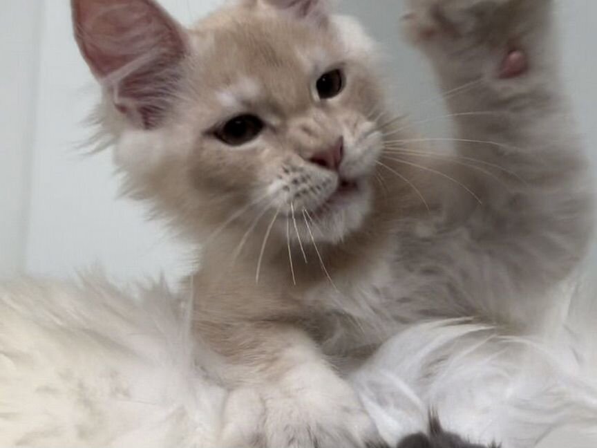 Мейн-кун львенок