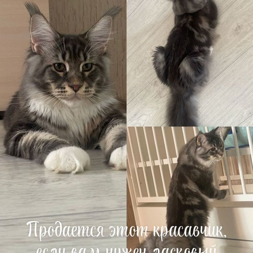 Продам кота Мейн кун