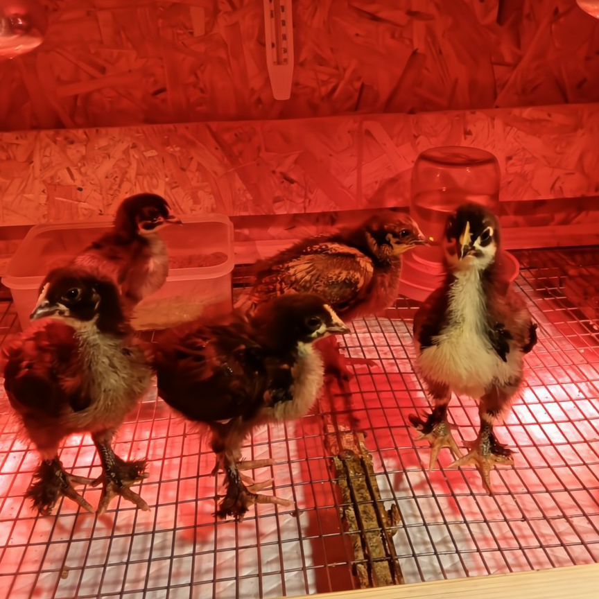 Цыплята несушки подрощенные