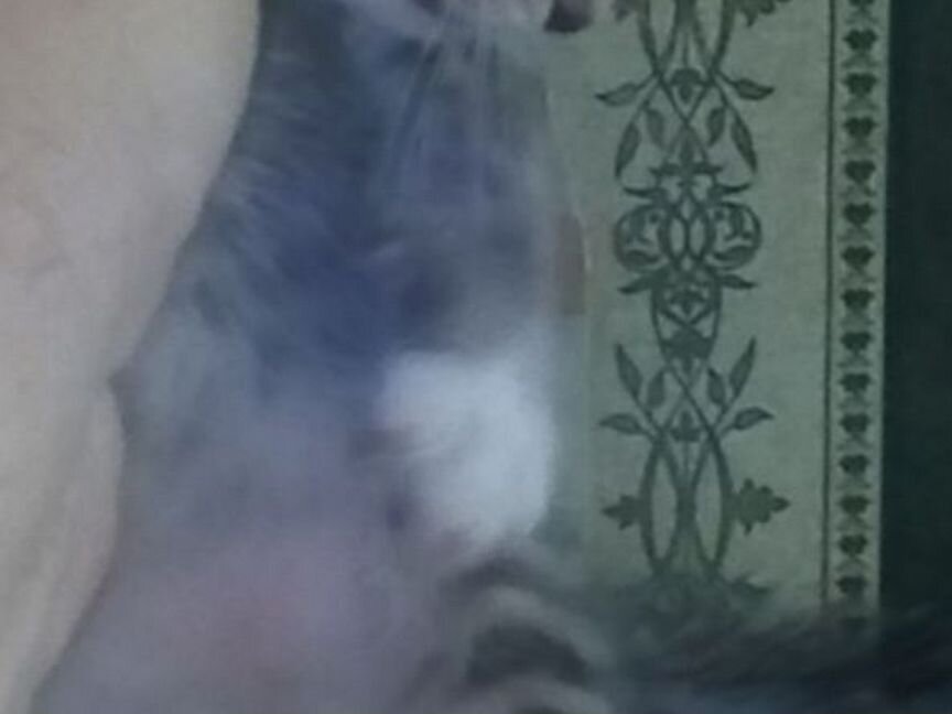 Котята бесплатно в добрые руки