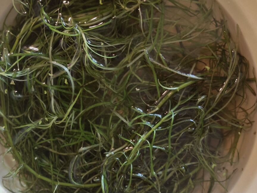 Погестомон октопус