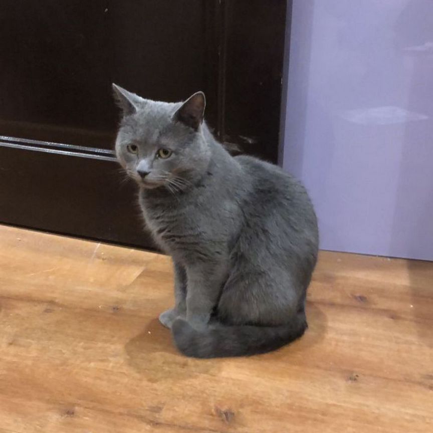 Котика выгоняют на улицу