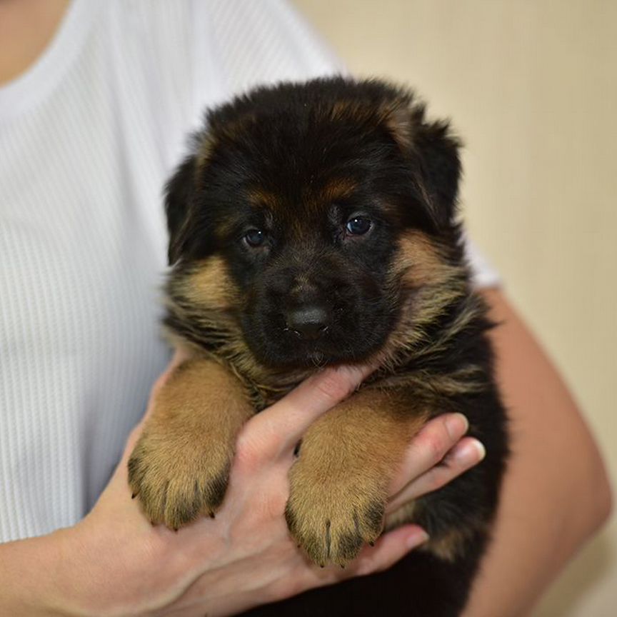 Щенки немецкой овчарки