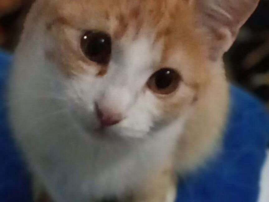 Котенок с апельсиновыми глазками