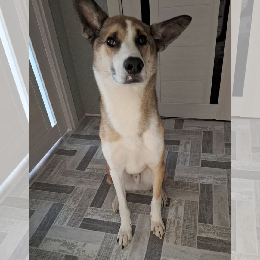 Взрослый пёс в добрые руки