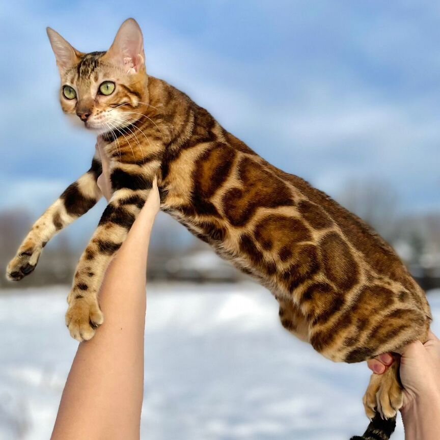 Яркая Бенгальская (в разведение)