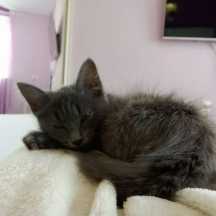 Котёнок помесь с мейкун