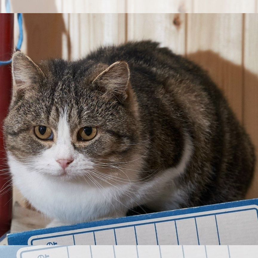 Взрослый кот в добрые руки