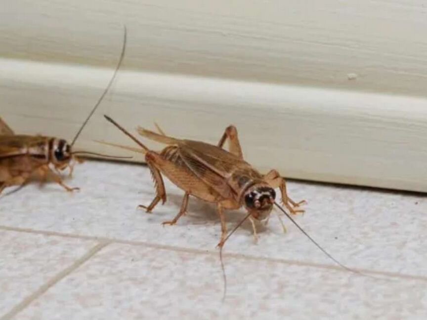 Кормовые насекомые