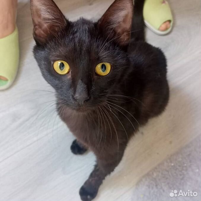 Черная покладистая молодая кошка