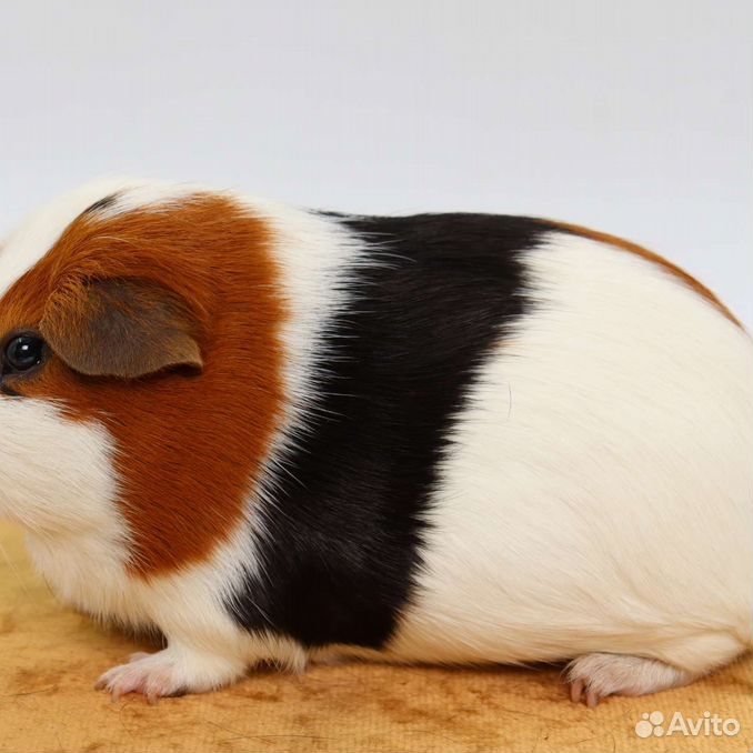Морские свинки разных пород и окрасов