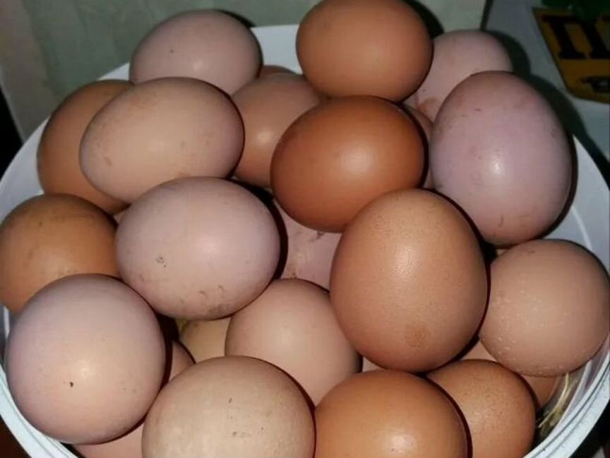 Инкубационное яйцо