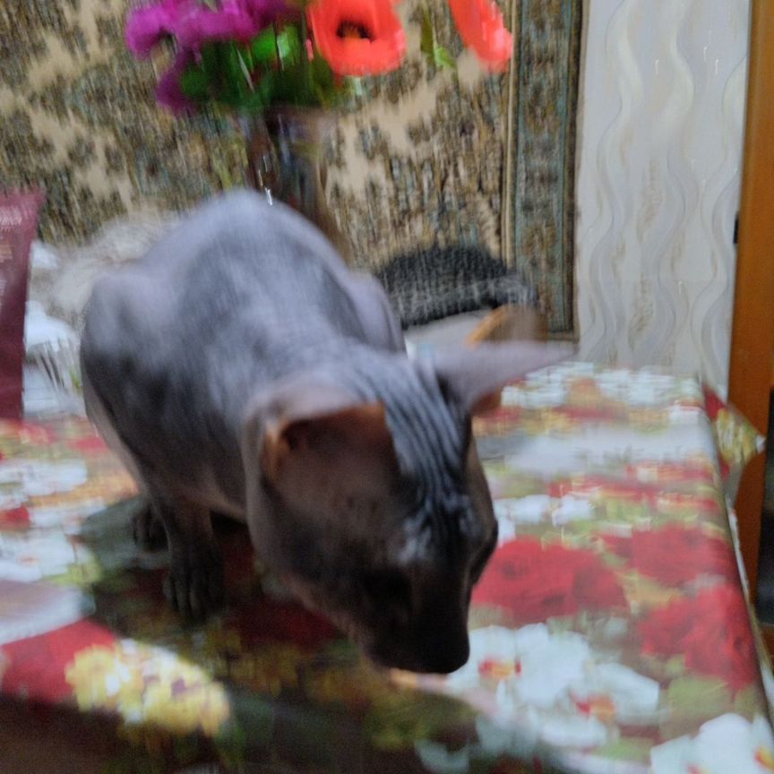 Сфинкс