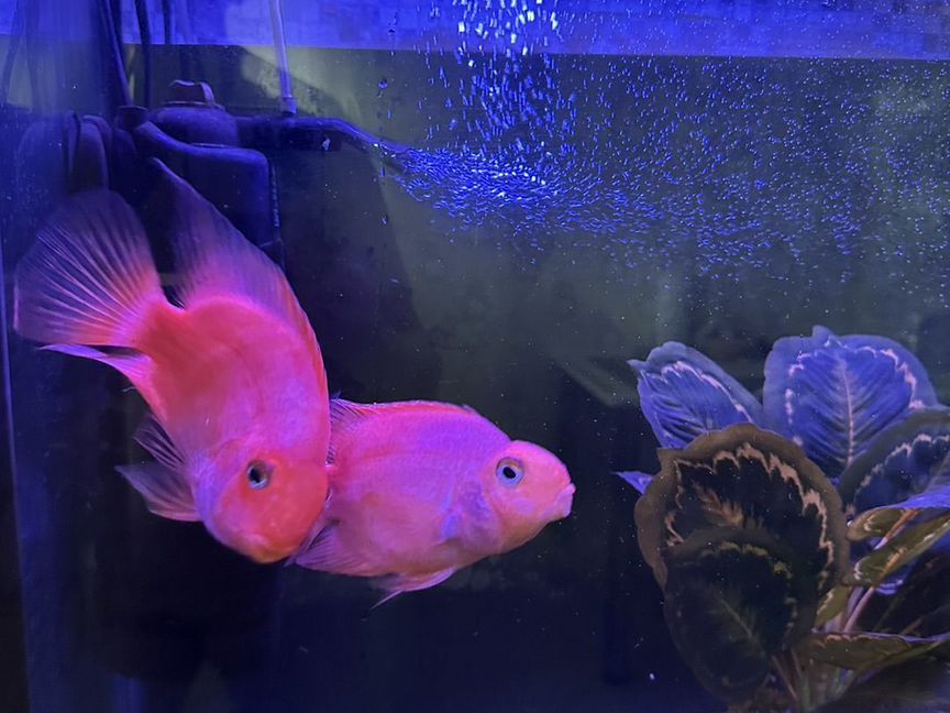 Аквариум готовый с попугаями