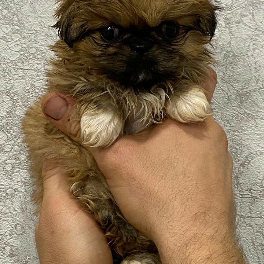 Щенки пекинеса