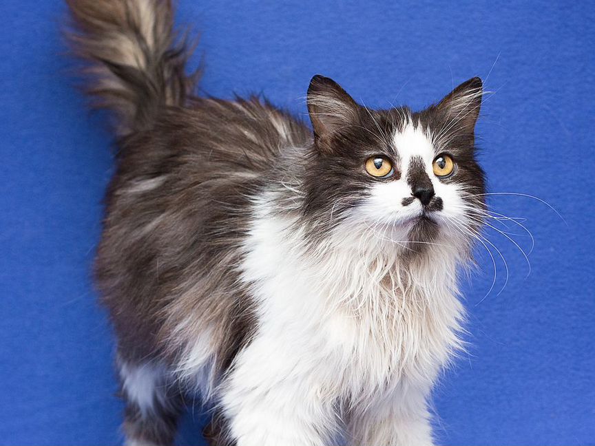 Пушистый красавец в добрые руки