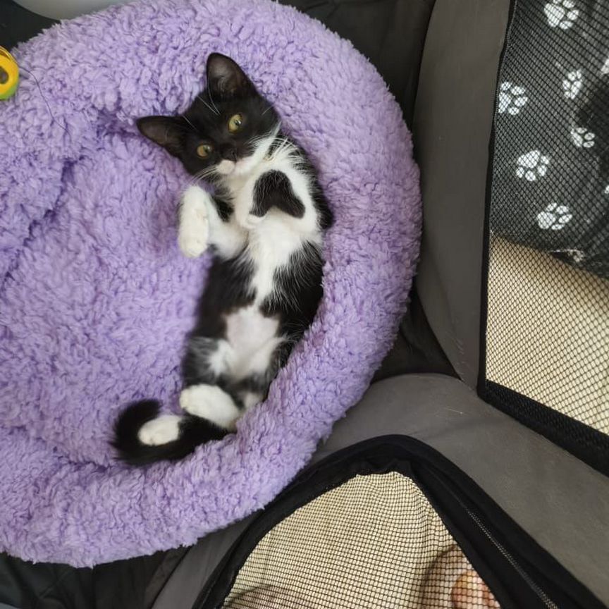 Котенок в добрые руки