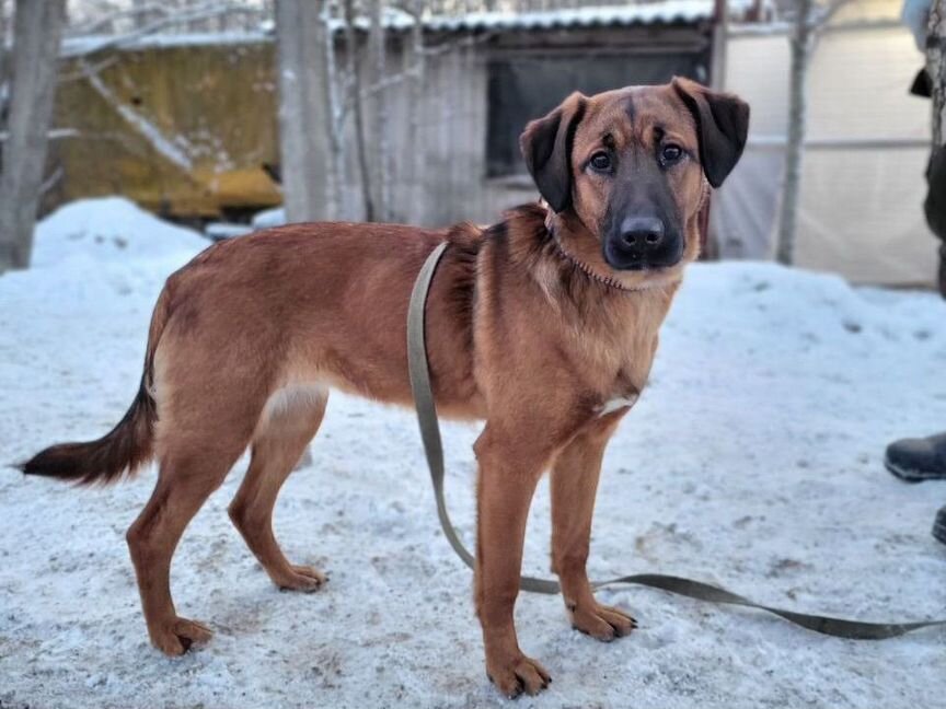 Милашка потеряшка собака 5 мес