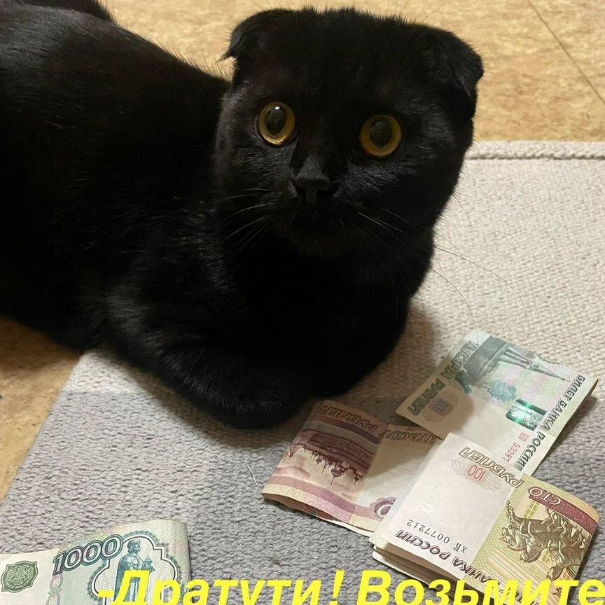 Шотландский кот