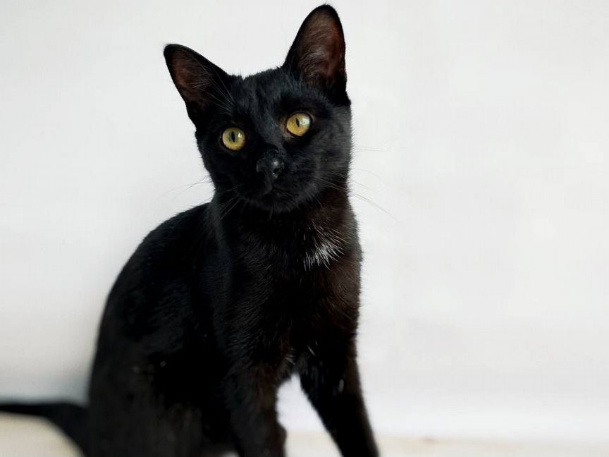 Черный котенок в добрые руки