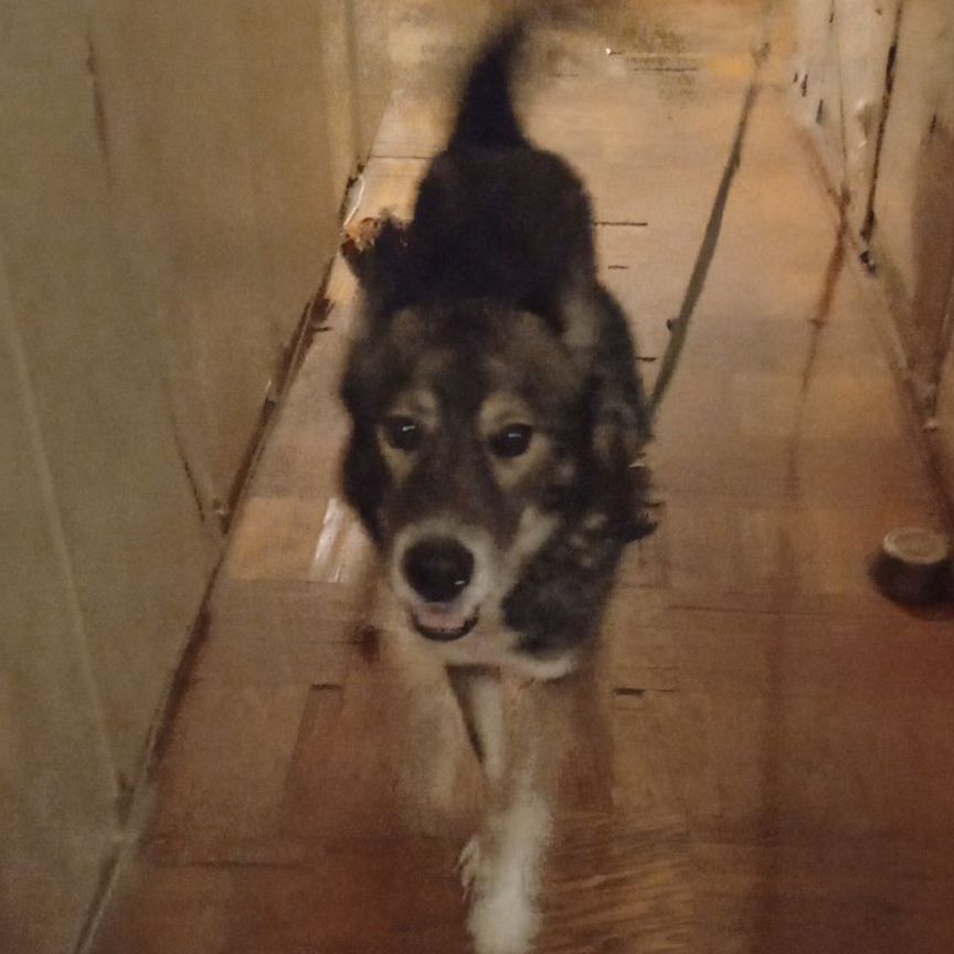 Взрослый пёс в добрые руки