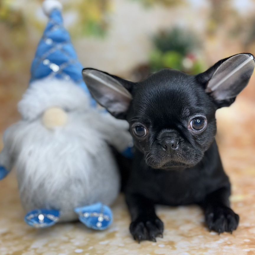 Чихуахуа, щенок