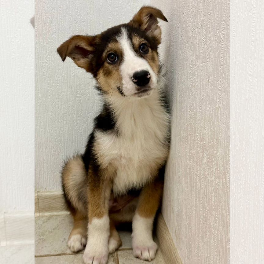 Щенок в добрые руки