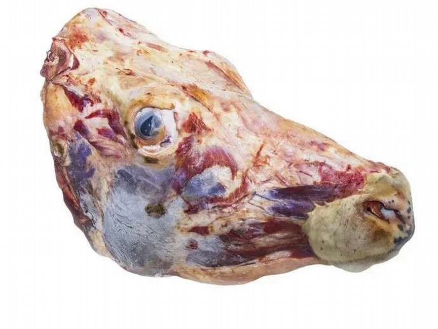 Головы, ливер,рубец