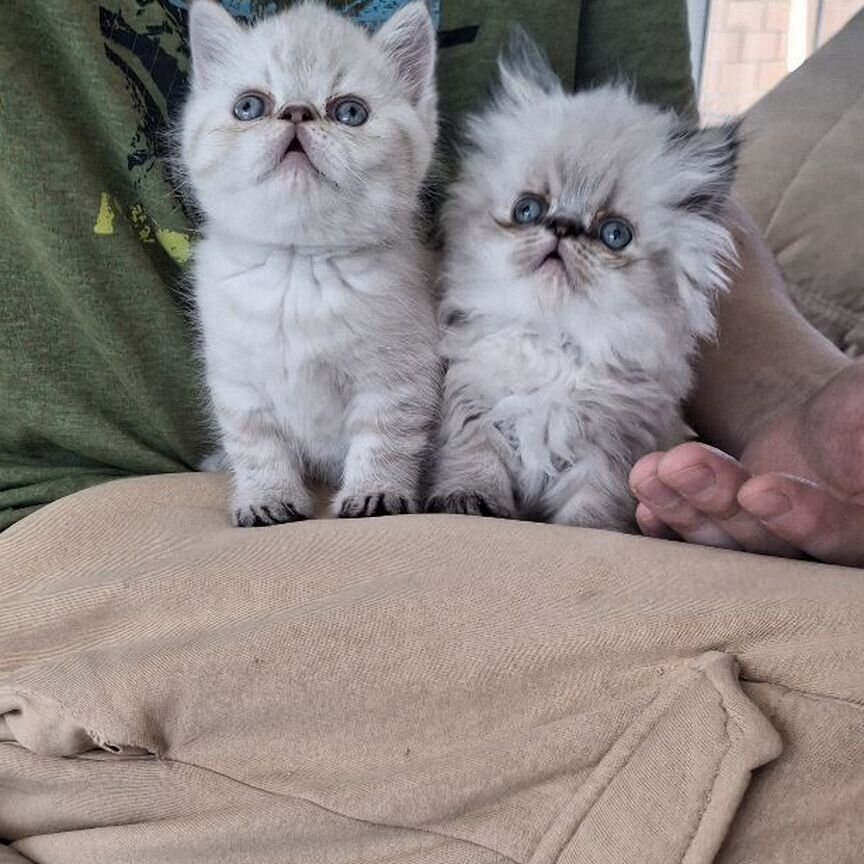 Персидский котёнок