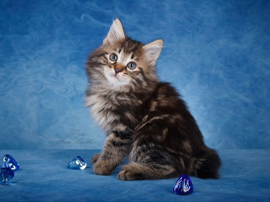 Клубный котенок Микки