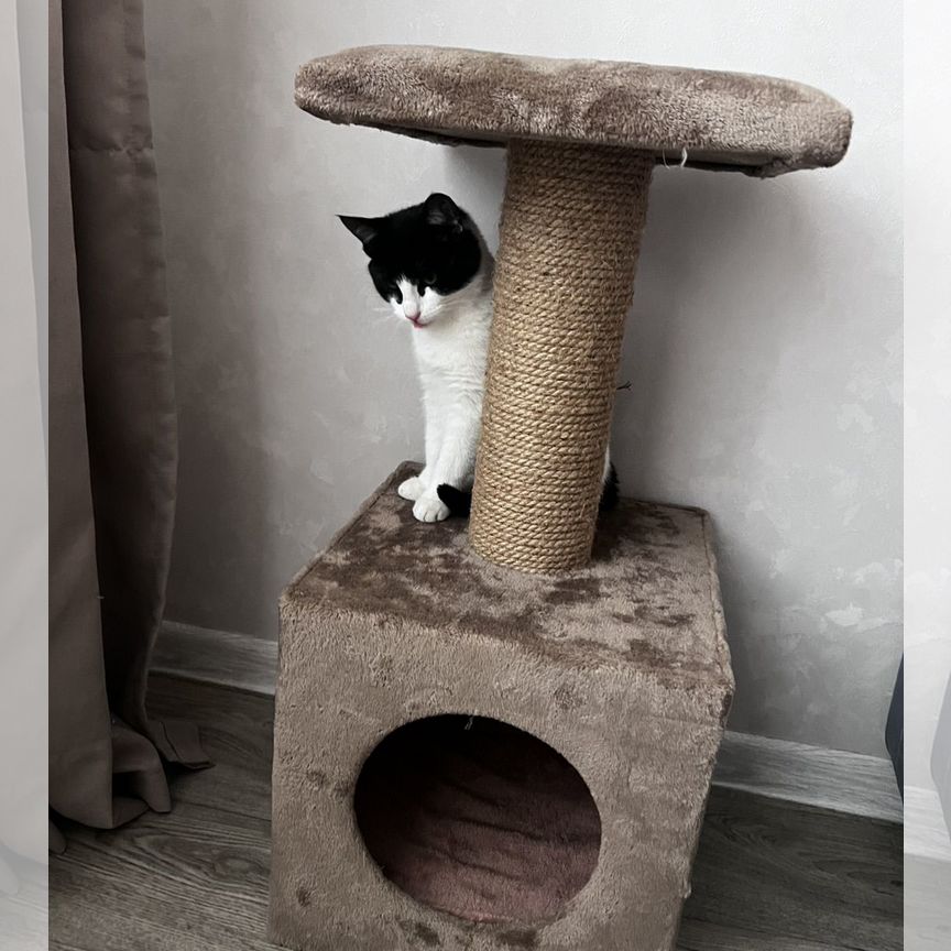 Котенок девочка в добрые руки