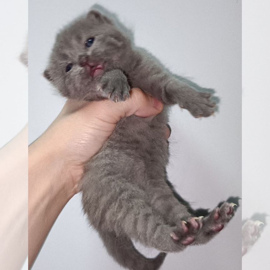 Британский короткошёрстный котёнок