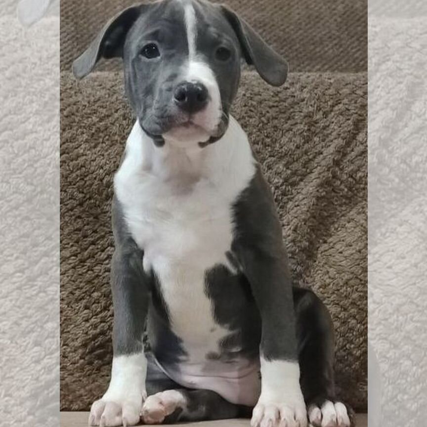 Американский стаффордширский терьер, щенок