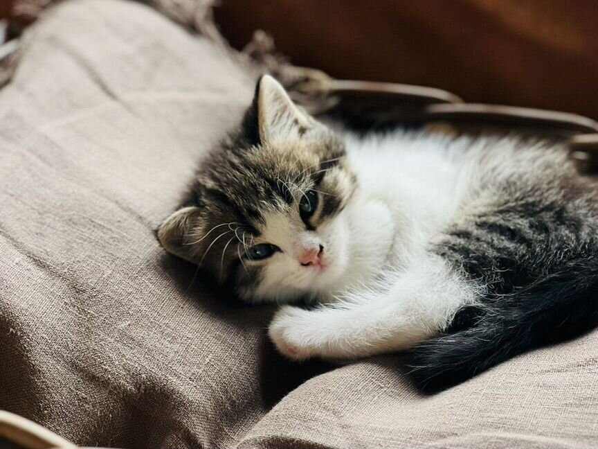 Сибирские котята в добрые руки