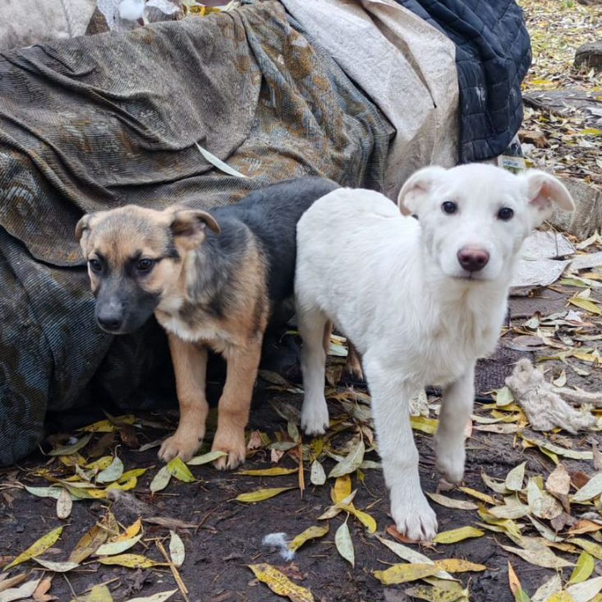 Щенок в добрые руки