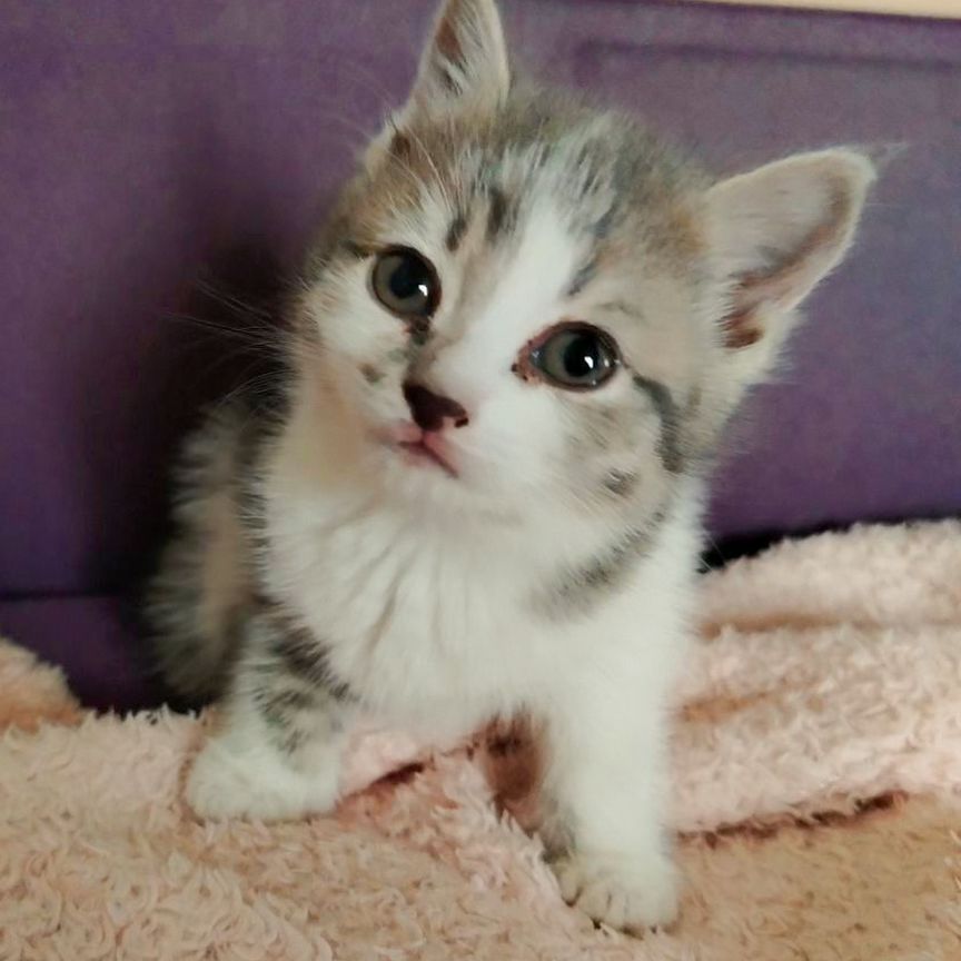 Отдам котёнка в добрые руки