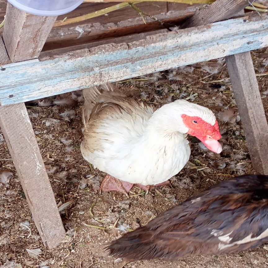 Селезень индоутки