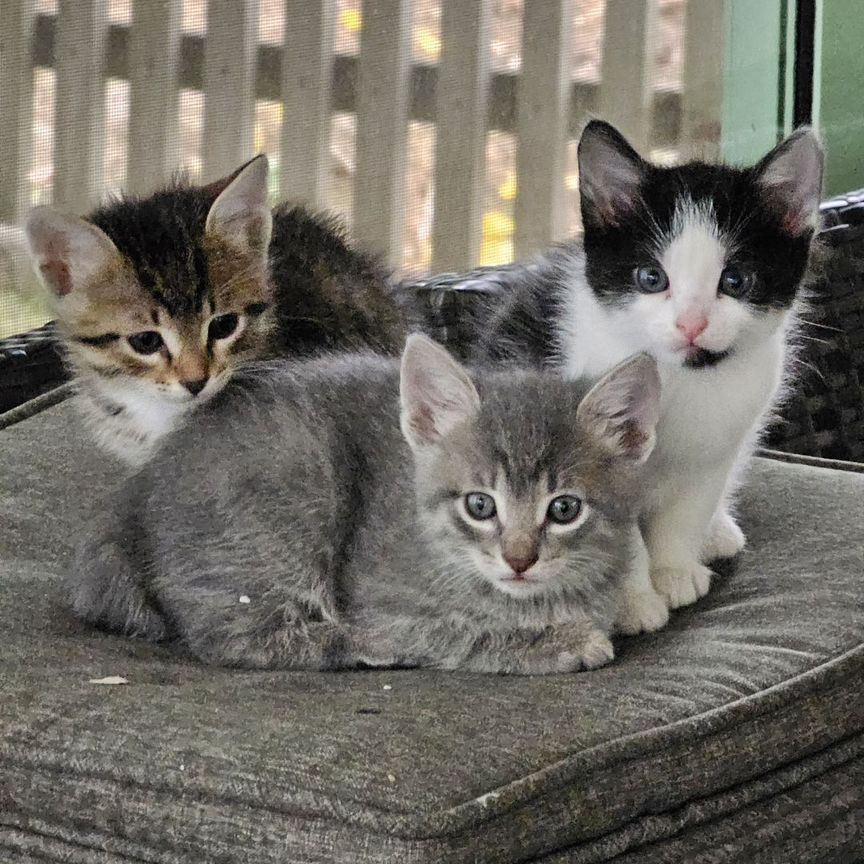 Котята в добрые руки бесплатно