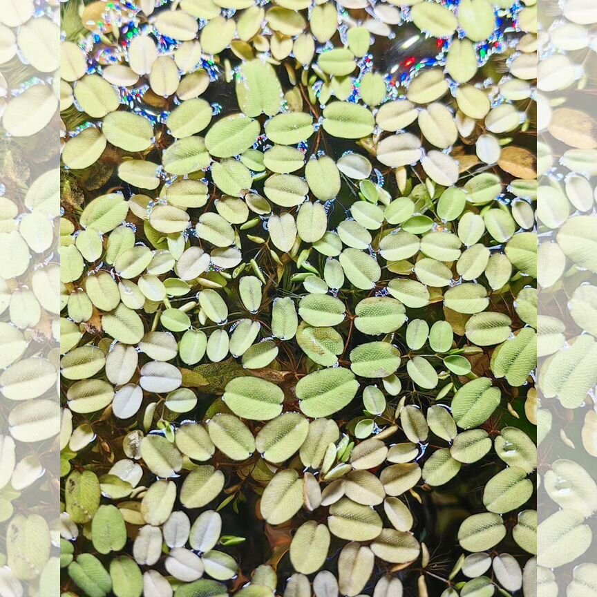 Сальвиния ушастая