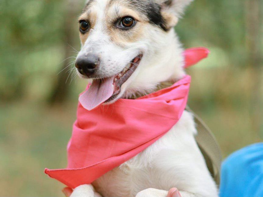 Малышка шенок Мальта в добрые руки