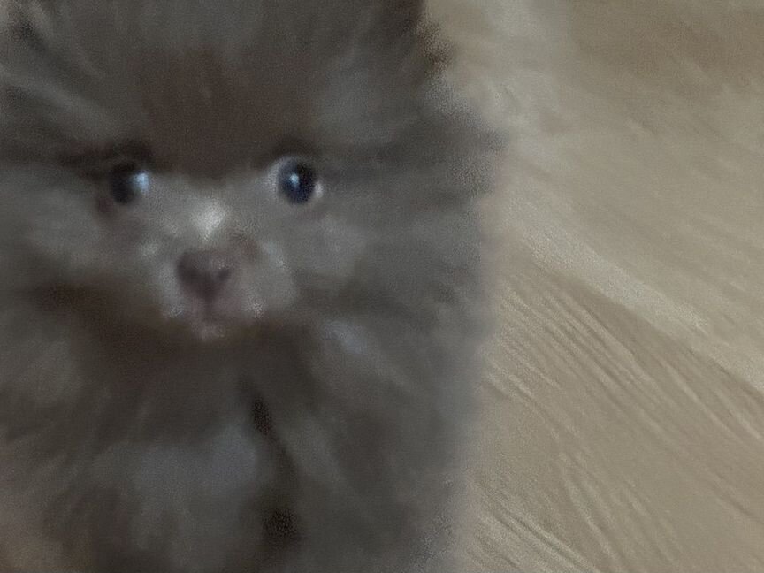 Померанский шпиц