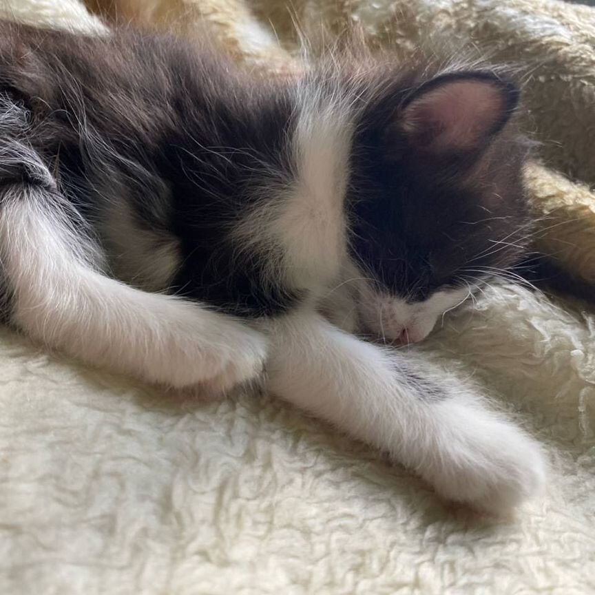 Отдам котят в добрые руки