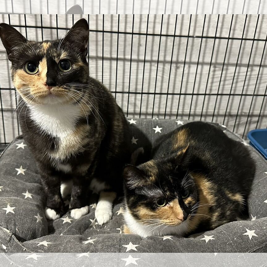 Кошечки сестрички в добрые руки