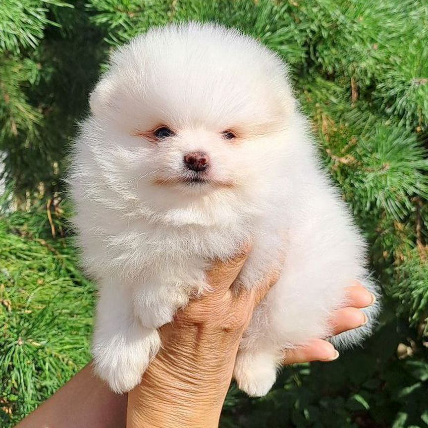 Немецкий шпиц, щенок
