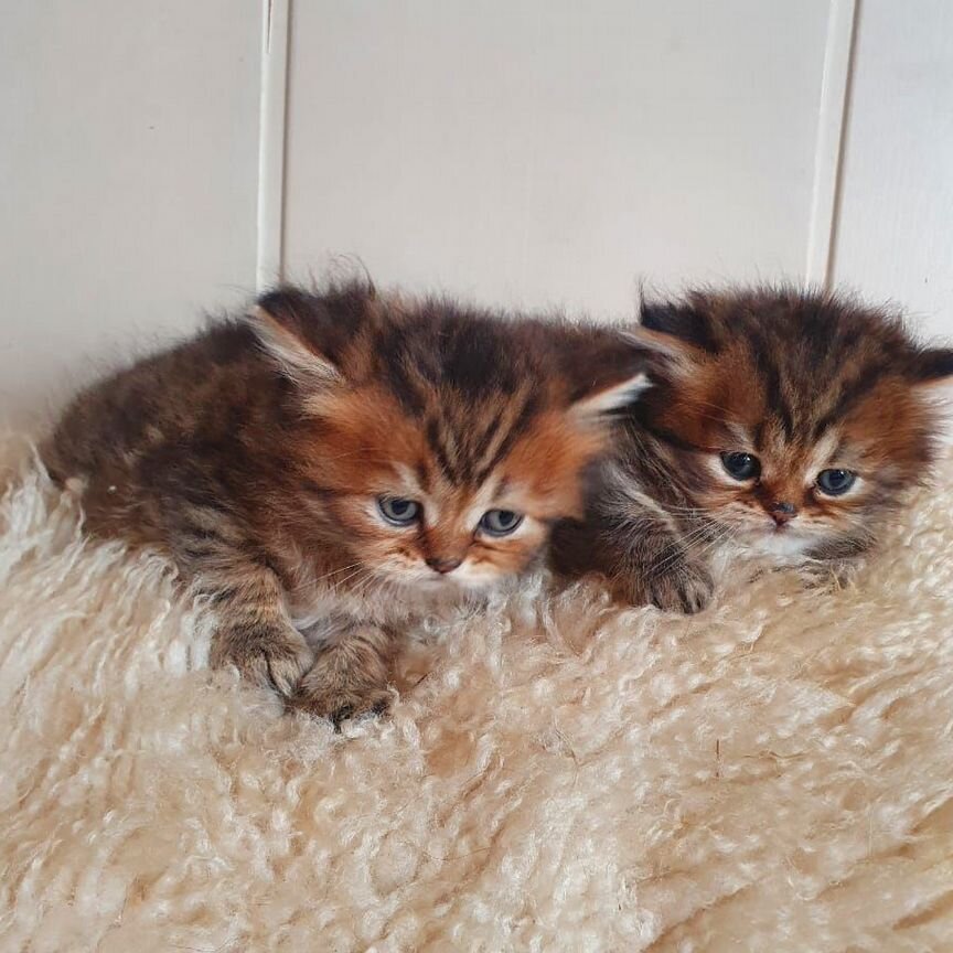 Британские котята